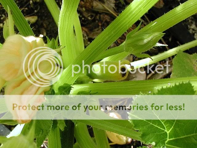 GardenBanter.co.uk - Zucchini rot / organic garden